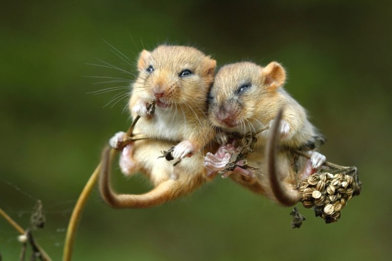 Nos conseils pour se débarrasser des rats et souris au grenier