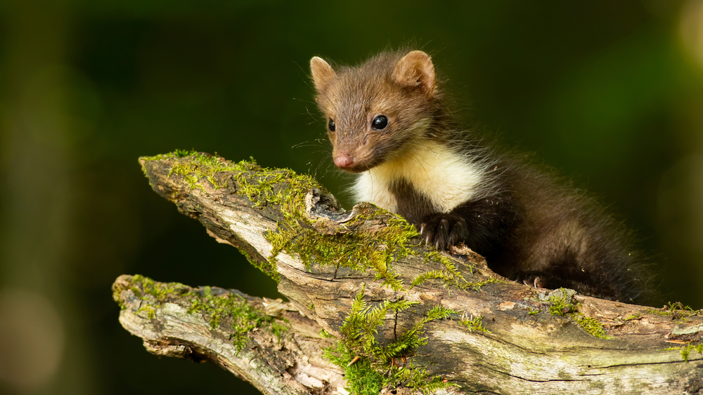 Anti Fouine Maison | Ventana Blog